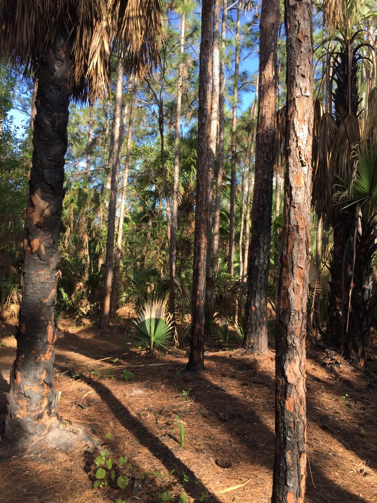 The Legend of the Devil’s Tree in Port St. Lucie – Tripping on Legends…