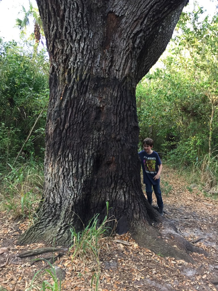The Legend of the Devil’s Tree in Port St. Lucie – Tripping on Legends…