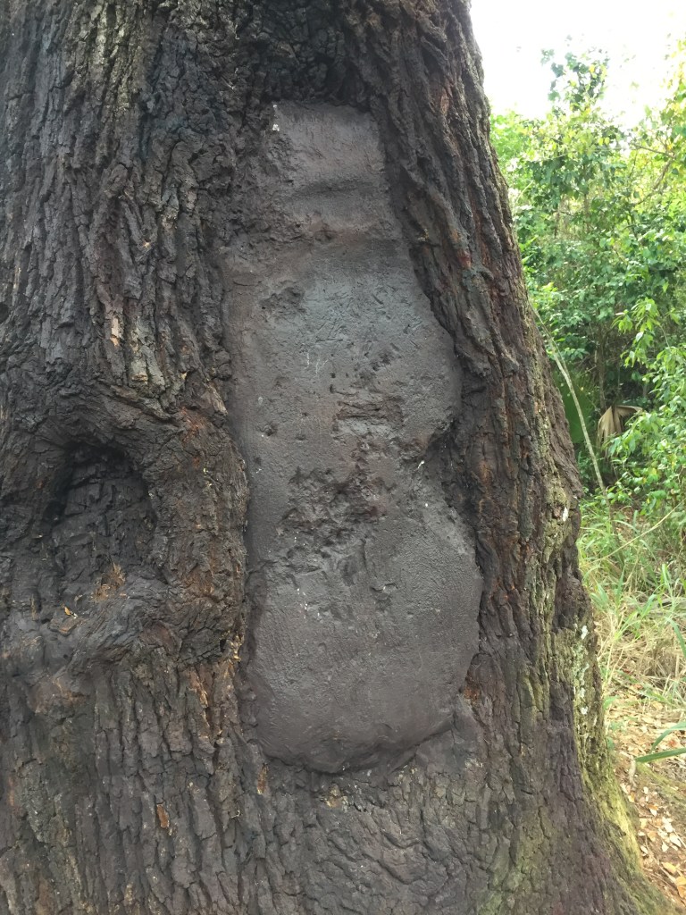 The Legend of the Devil’s Tree in Port St. Lucie – Tripping on Legends…