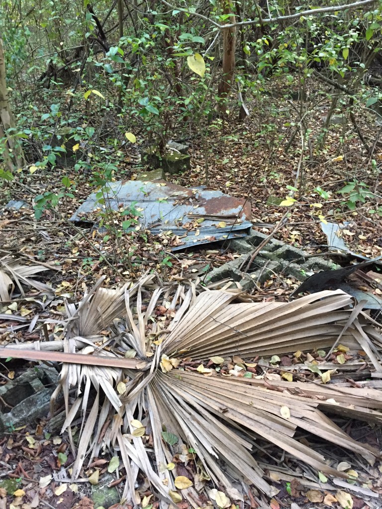 The Legend of the Devil’s Tree in Port St. Lucie – Tripping on Legends…