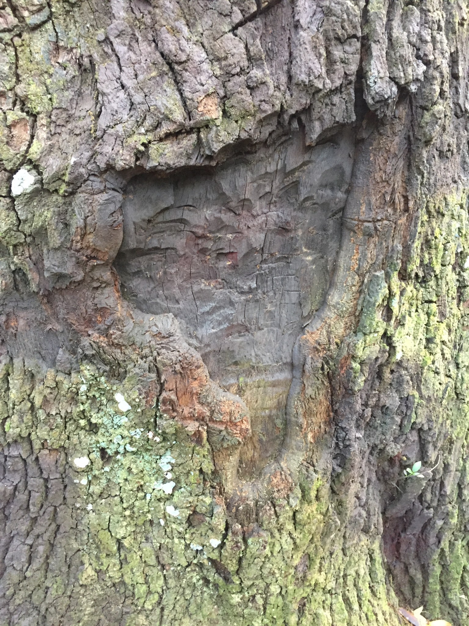 The Legend of the Devil’s Tree in Port St. Lucie – Tripping on Legends…