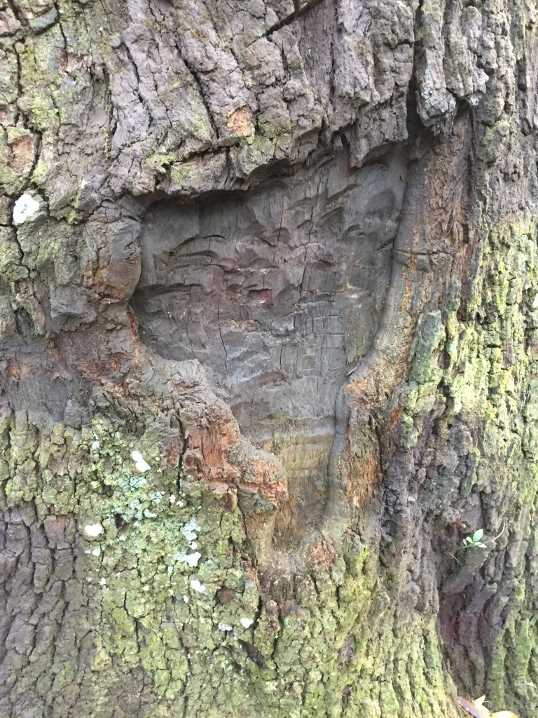 The Legend of the Devil’s Tree in Port St. Lucie – Tripping on Legends…