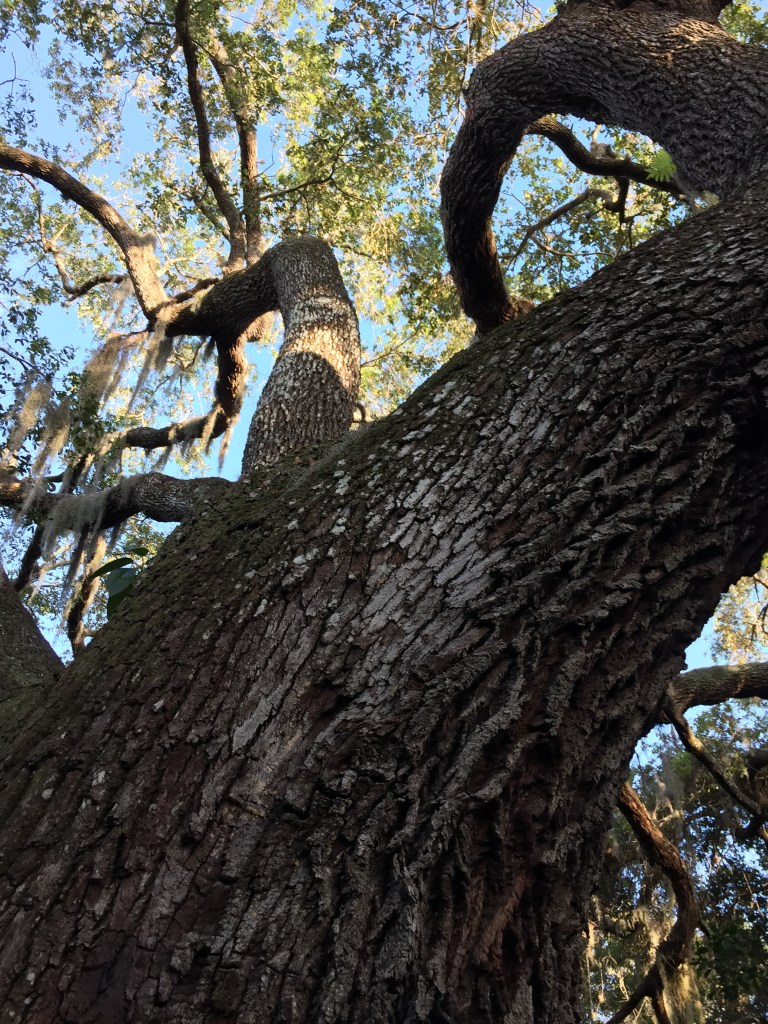 Tripping the Devil’s Tree – Tripping on Legends…