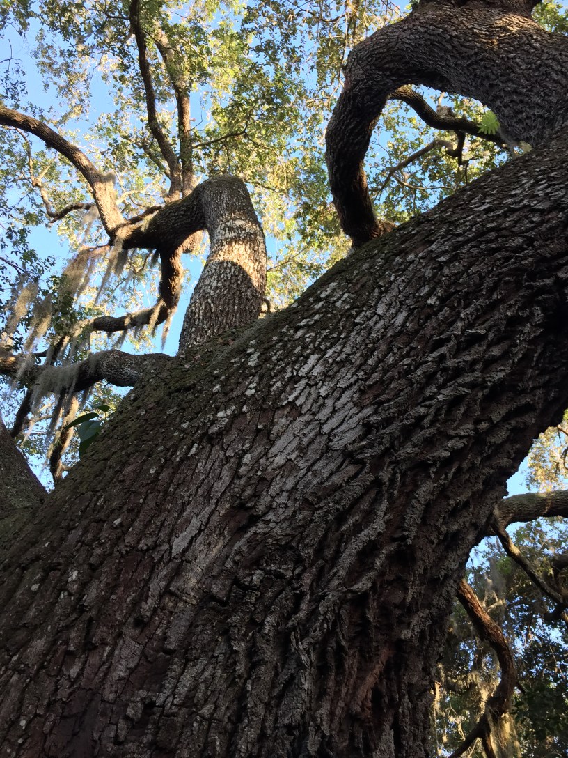 Tripping the Devil’s Tree – Tripping on Legends…