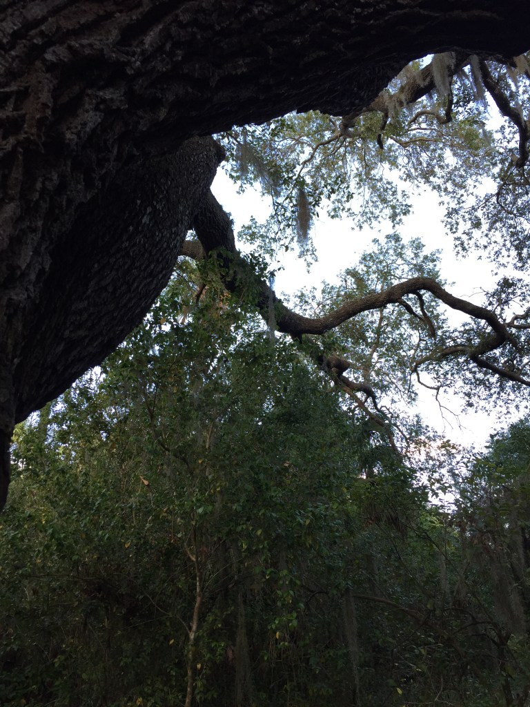 The Legend of the Devil’s Tree in Port St. Lucie – Tripping on Legends…