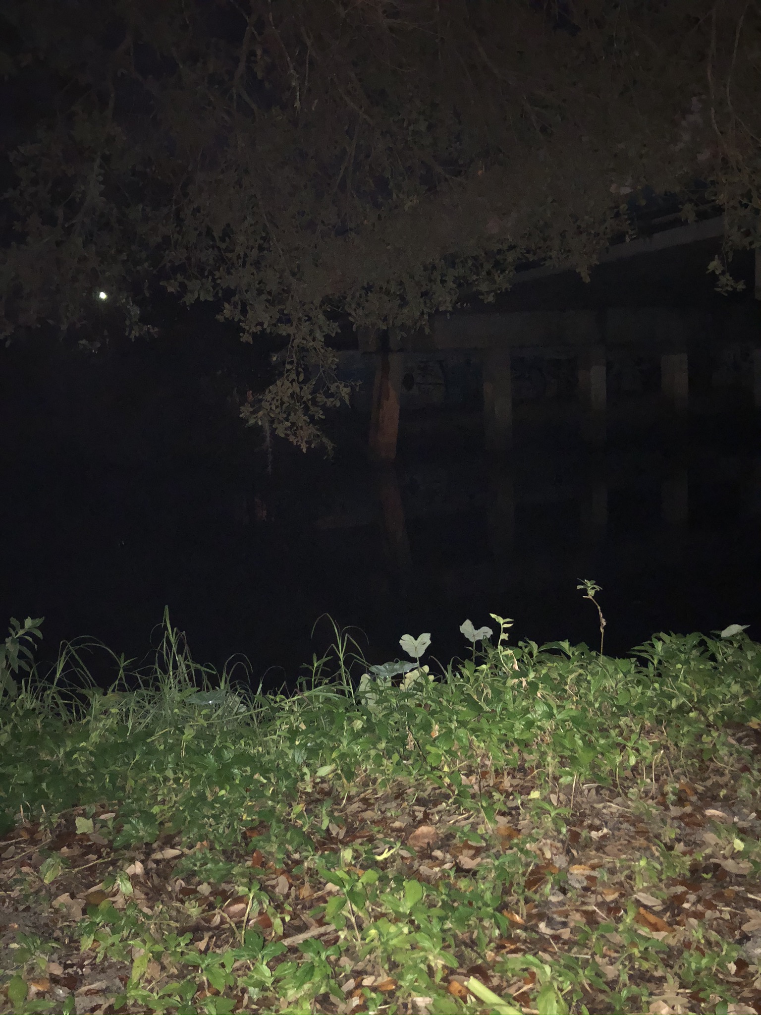 Amos and Ingrid: Haunted Love at the Amish Bridge in Sarasota ...